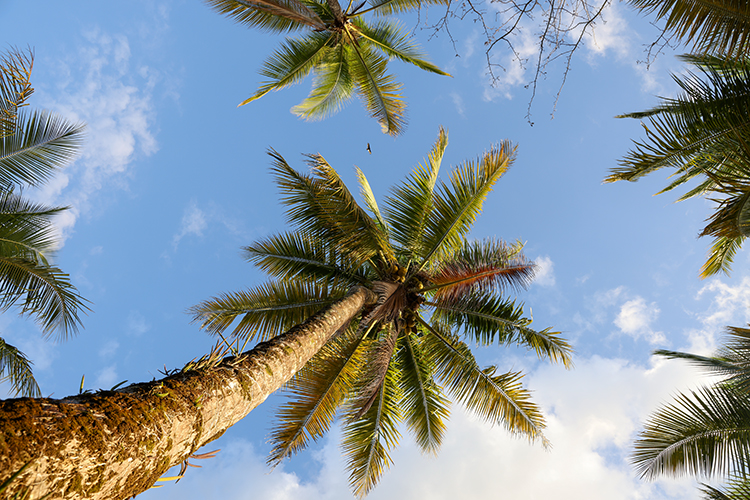 Panama-palm-tree-2026 - Intertourist